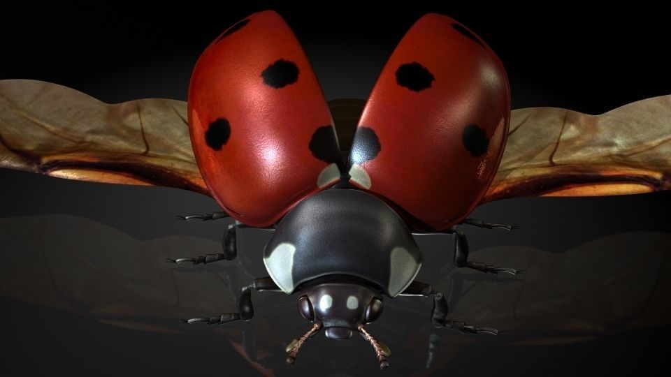 3D model Insect Collection13 ladybug VR / AR / low-poly | CGTrader