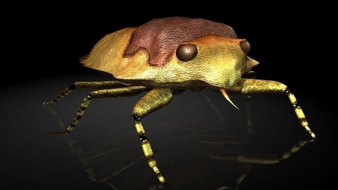 3D model Insect Collection 21 Toad Bug VR / AR / low-poly | CGTrader