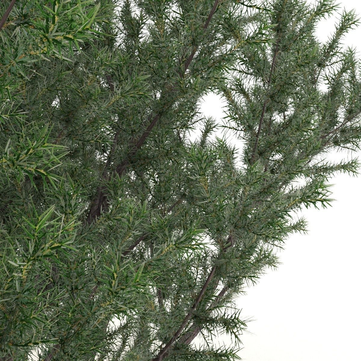 3D model juniper01 VR / AR / low-poly | CGTrader