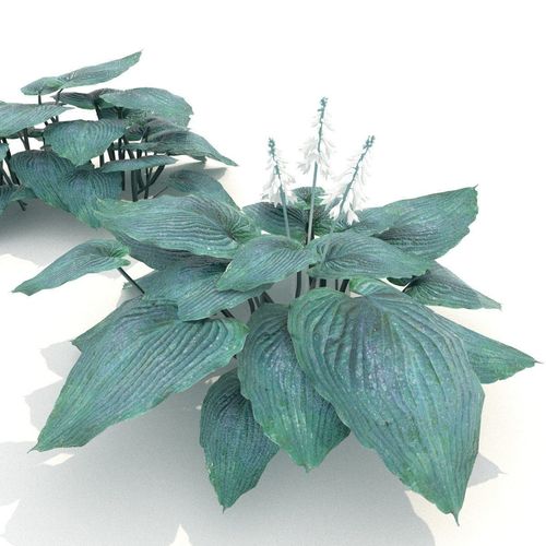 Hosta Blue Angel 3D model | CGTrader