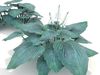 Hosta Blue Angel 3D model | CGTrader