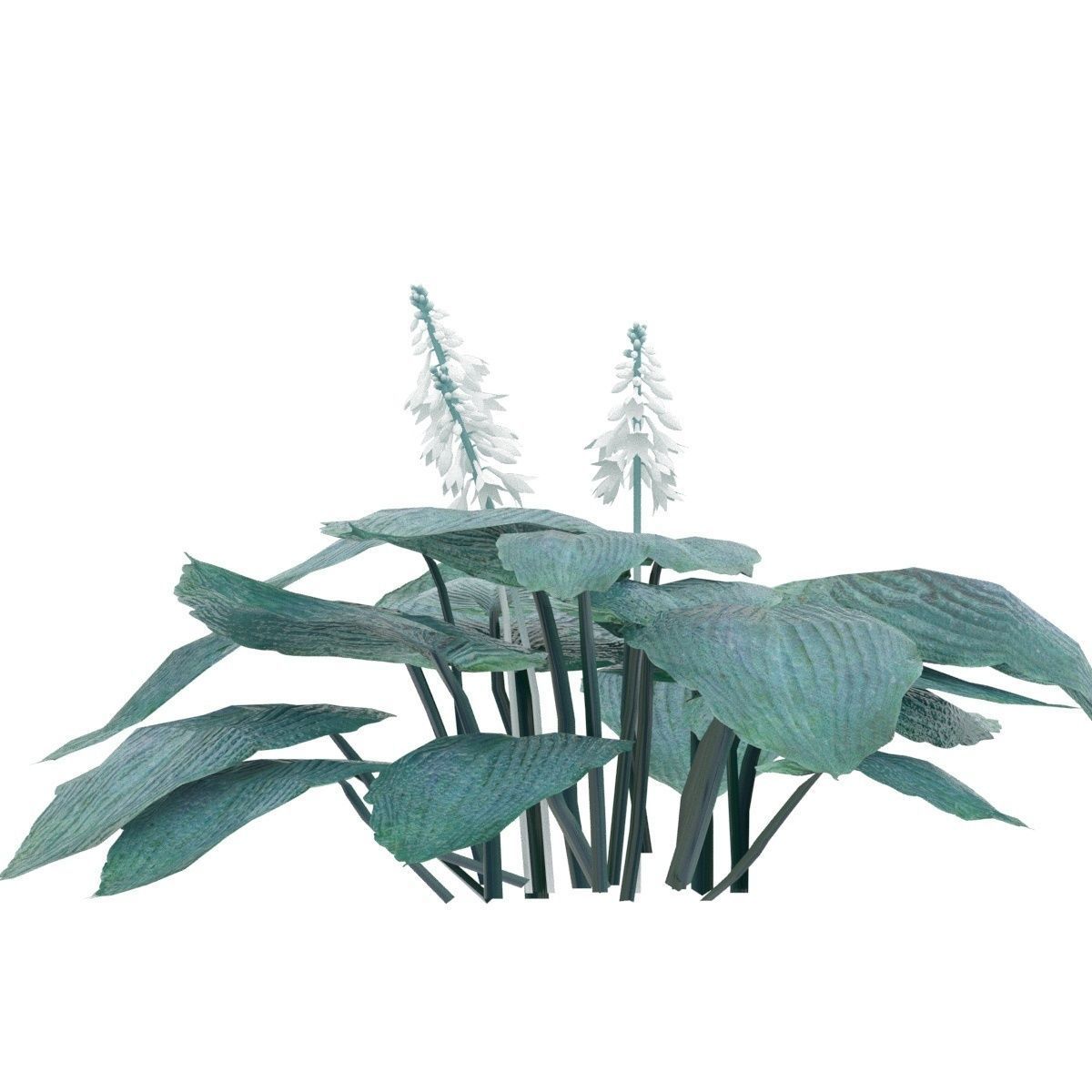 Hosta Blue Angel 3D model | CGTrader