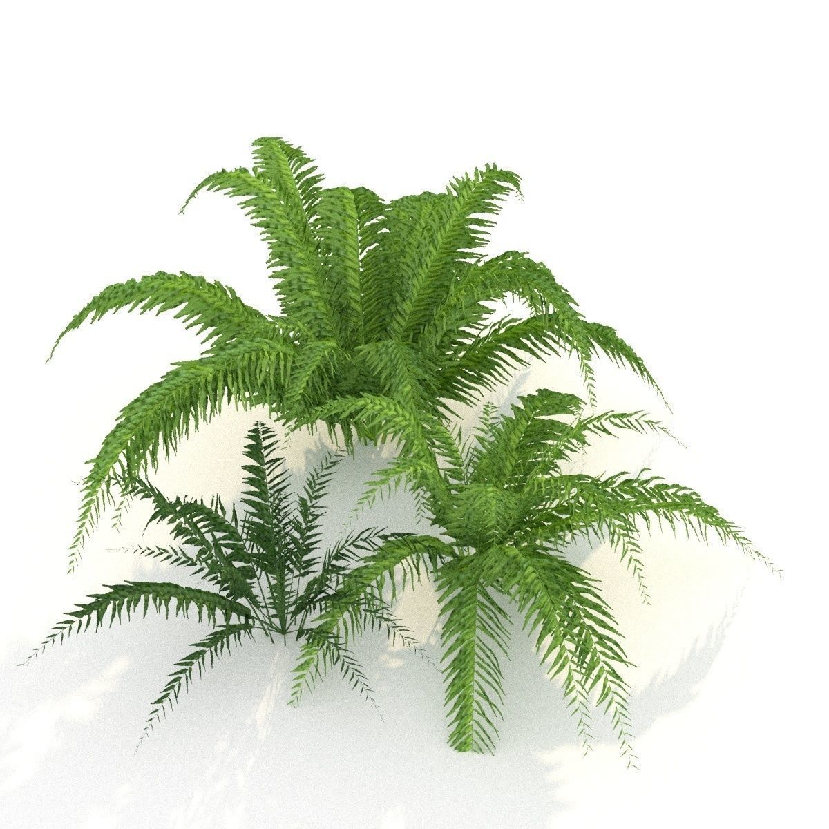 Simple Fern 3D model rigged | CGTrader