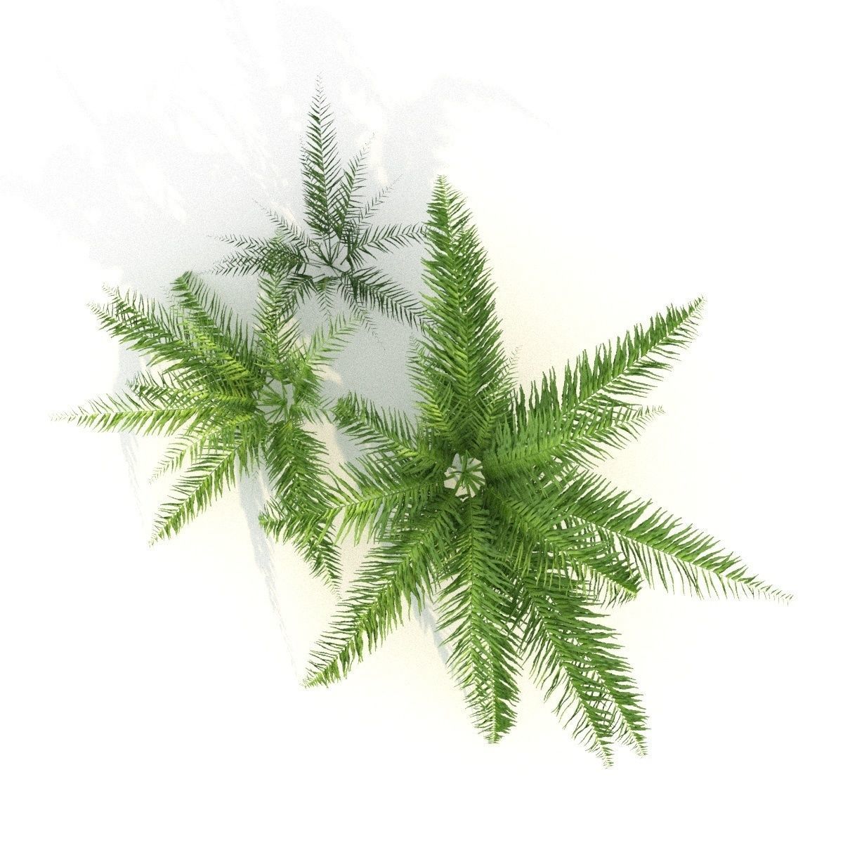 Simple Fern 3D model rigged | CGTrader