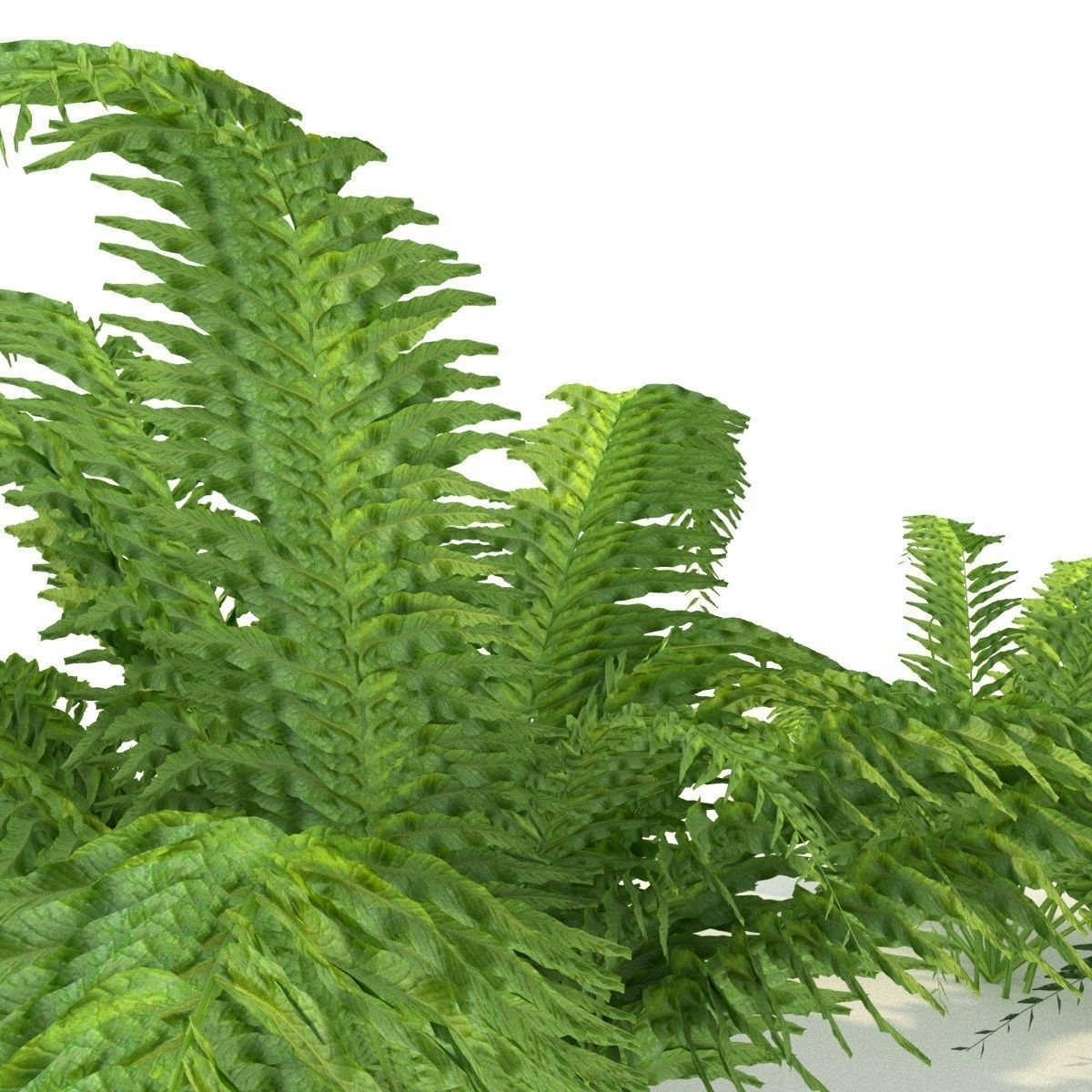 Simple Fern 3D model rigged | CGTrader