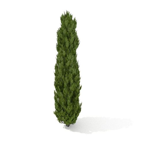 3D model Cypress tree VR / AR / low-poly | CGTrader