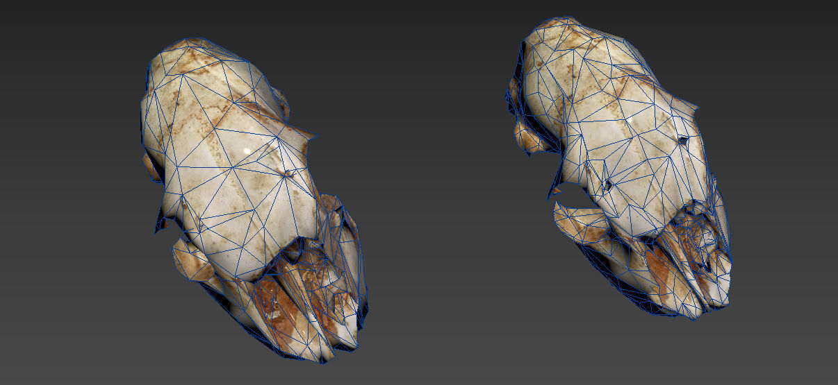 3D model Scanned photorealistic old broken sheep skull VR / AR / low ...