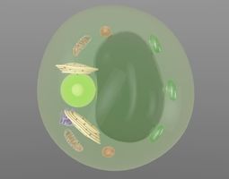Plant cell 3D Models | CGTrader