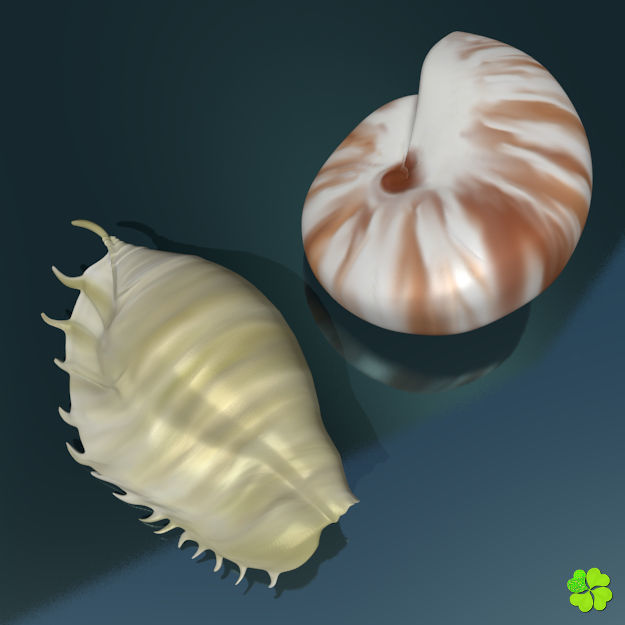 3D model Realistic shells low poly VR / AR / low-poly | CGTrader