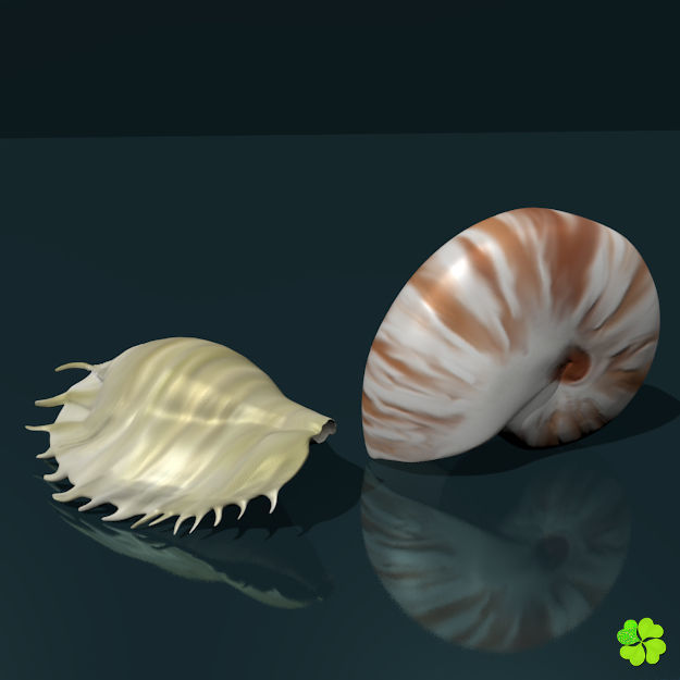 3D model Realistic shells low poly shell VR / AR / low-poly | CGTrader