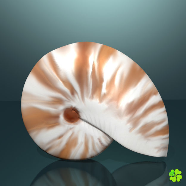 3D model Realistic shells low poly VR / AR / low-poly | CGTrader
