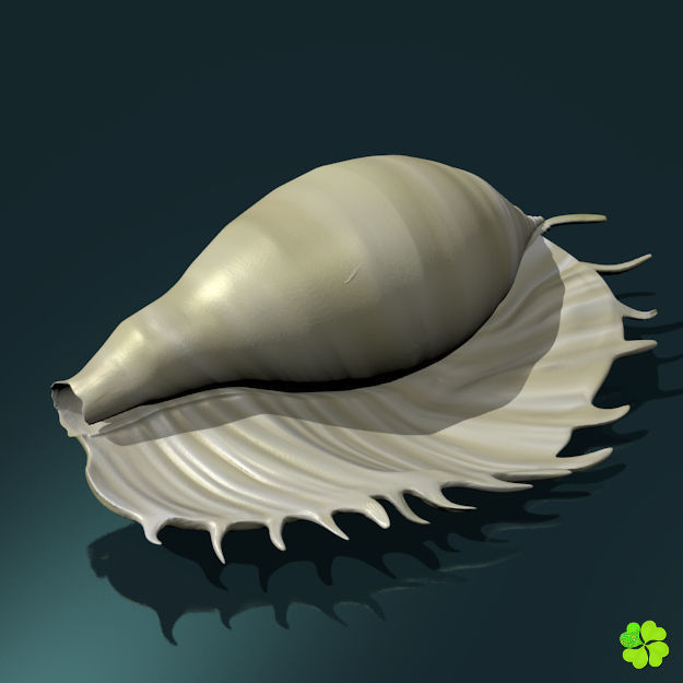 3D model Realistic shells low poly VR / AR / low-poly | CGTrader