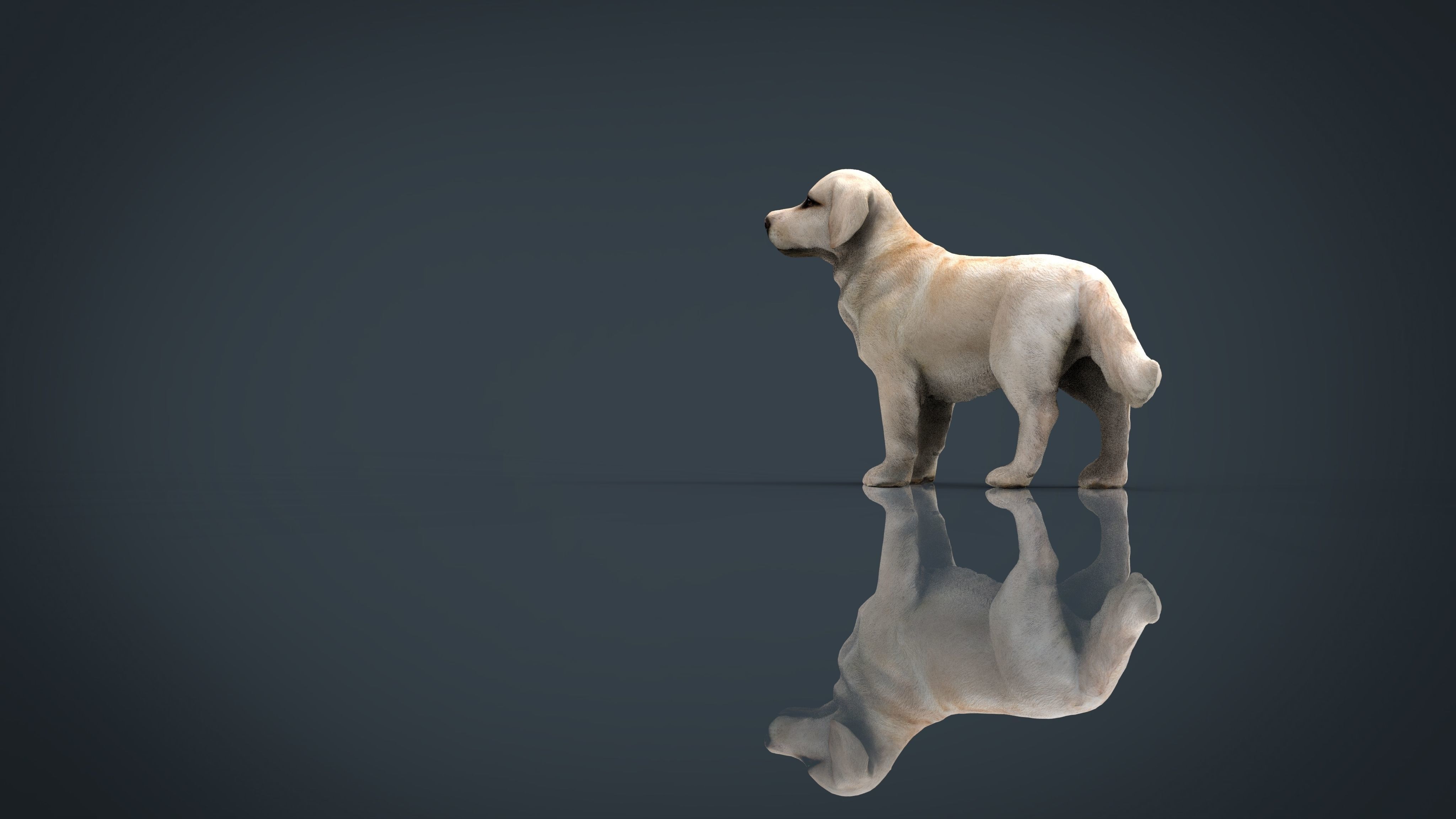 3D model Labrador Retriever VR / AR / low-poly | CGTrader