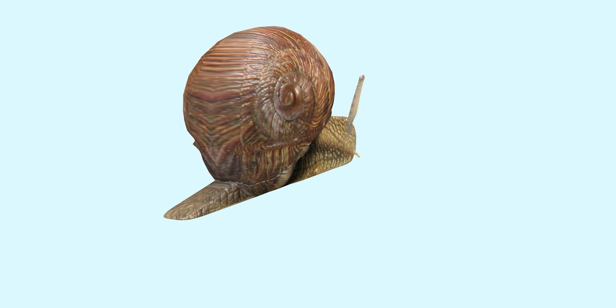 3D model Snail Animated and Rigged VR / AR / low-poly rigged | CGTrader