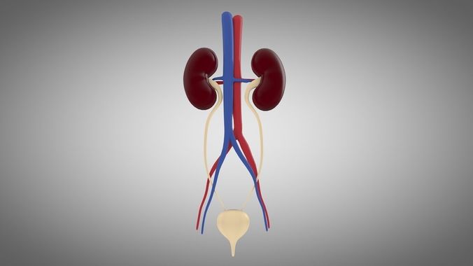 3D model Human Kidney and Urinary System VR / AR / low-poly | CGTrader