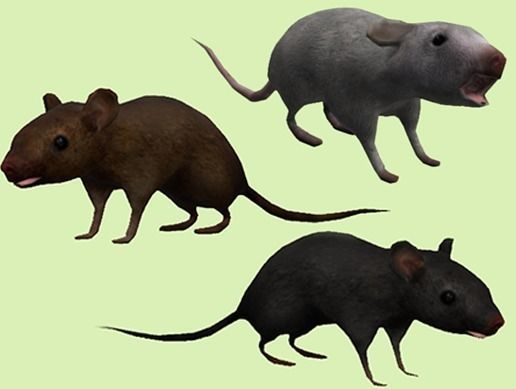 3D model Mouse lowpoly VR / AR / low-poly rigged animated | CGTrader