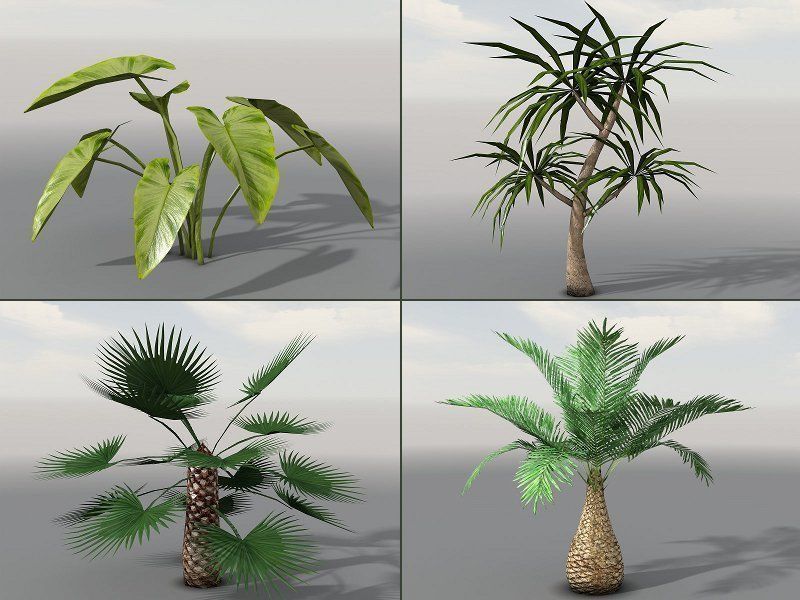 3D model Tropical Models VR / AR / low-poly | CGTrader