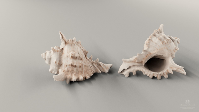 HQ Seashell 01 Scan Model free 3D model | CGTrader