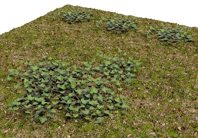 3D model Low Poly Game Ready IVY VR / AR / low-poly | CGTrader