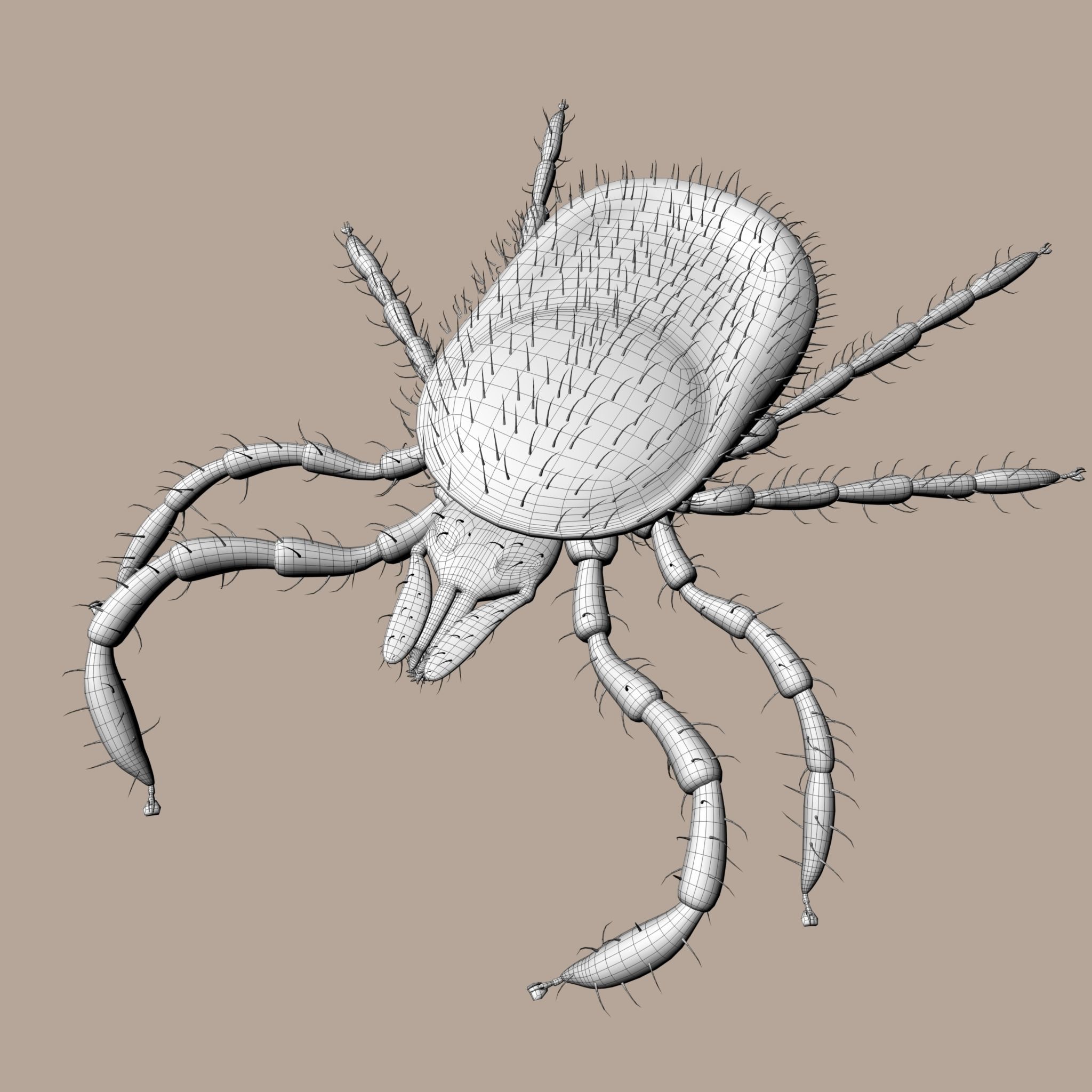 3D Tick 3D model | CGTrader