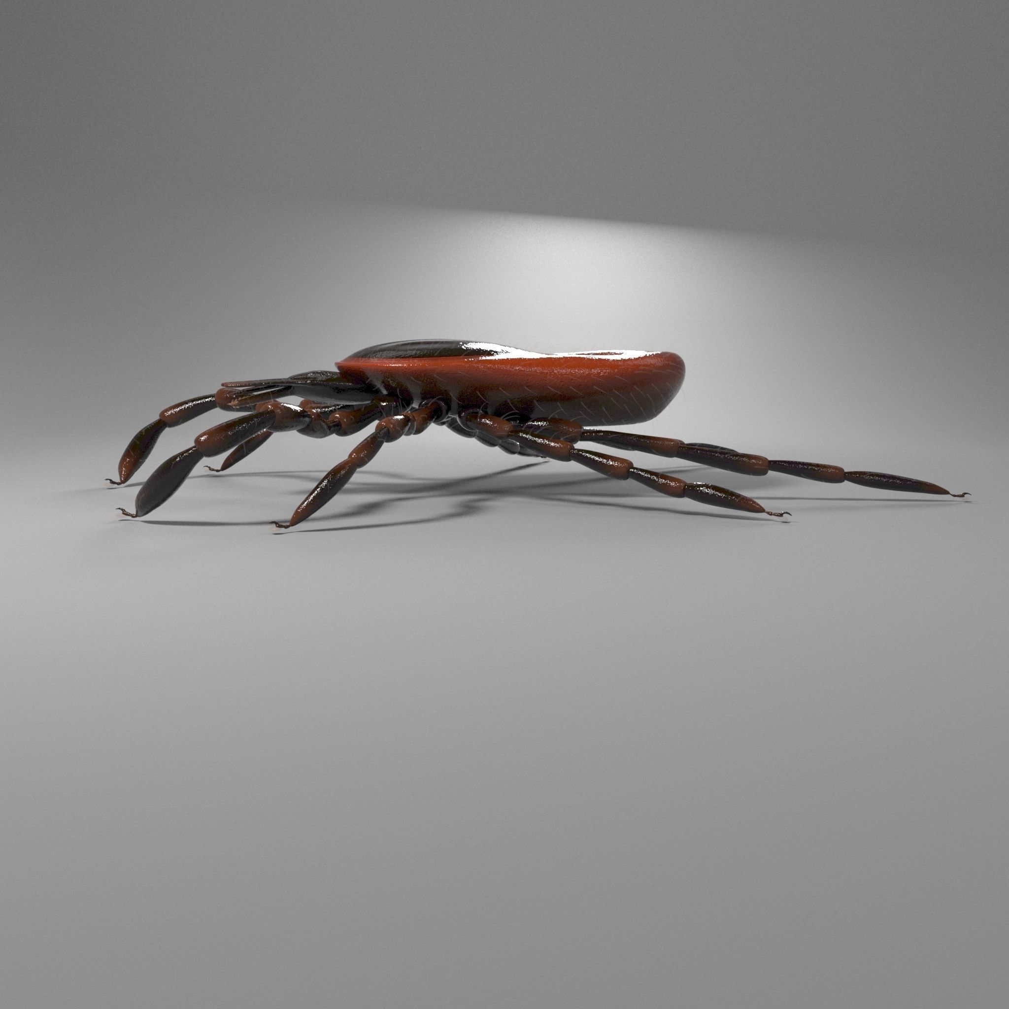 3D Tick 3D model | CGTrader