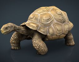 Tortoise 3D Models | CGTrader