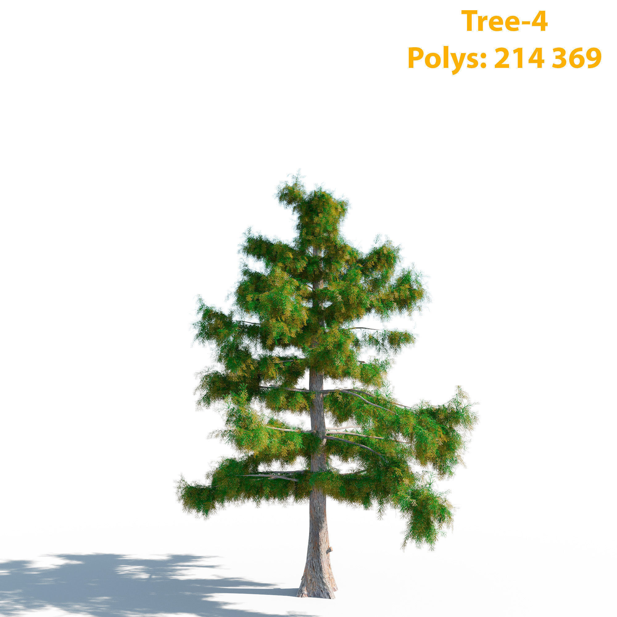 Cedar Tree Collection 5 Models 3D model | CGTrader