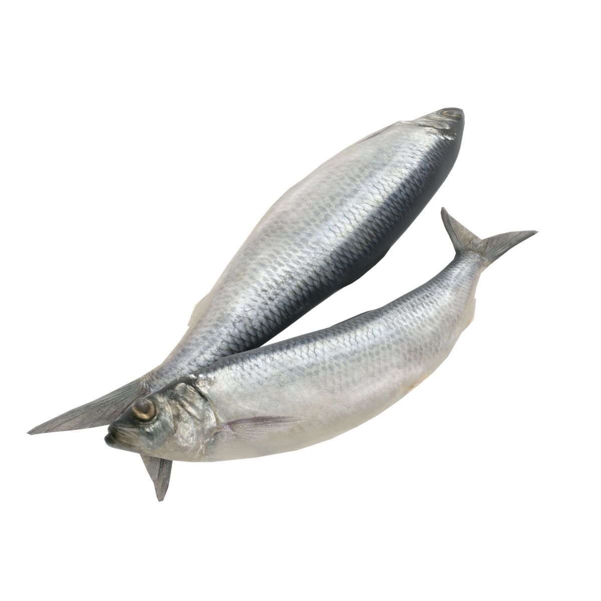 Fish counter 3D model | CGTrader