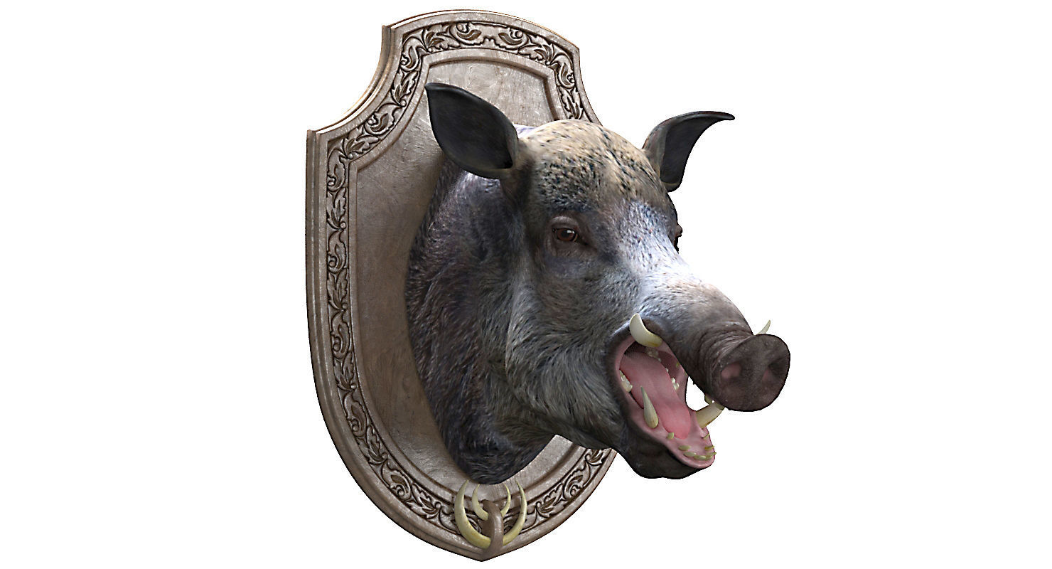 Wild boar head trophy 3D model | CGTrader