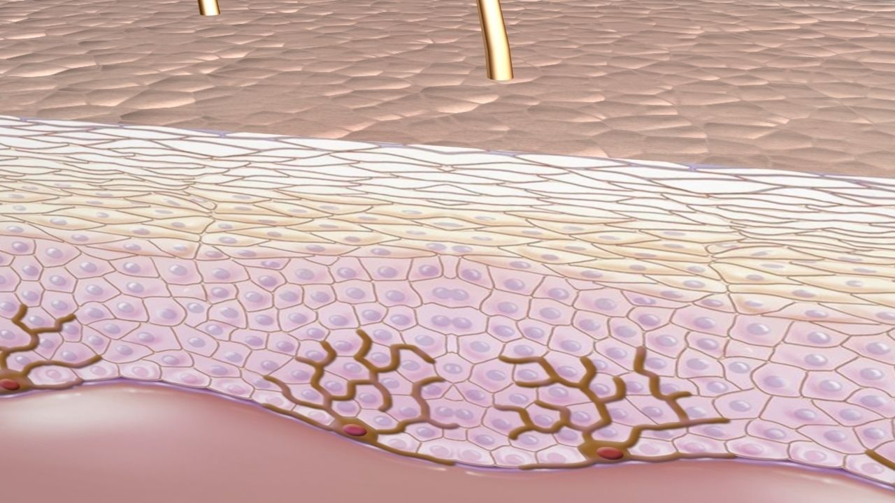 3D model Skin Epidermis layers VR / AR / low-poly | CGTrader