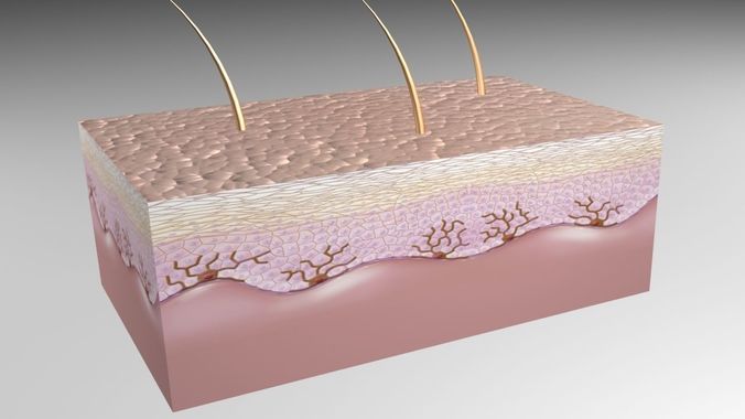 3D model Skin Epidermis layers VR / AR / low-poly | CGTrader
