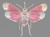 3D model Cicada Pyrops Hamdjahi Peleng Insect VR / AR / low-poly | CGTrader