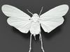 3D model Cicada Penthicoides Farinosa Borneo Insect VR / AR / low-poly ...
