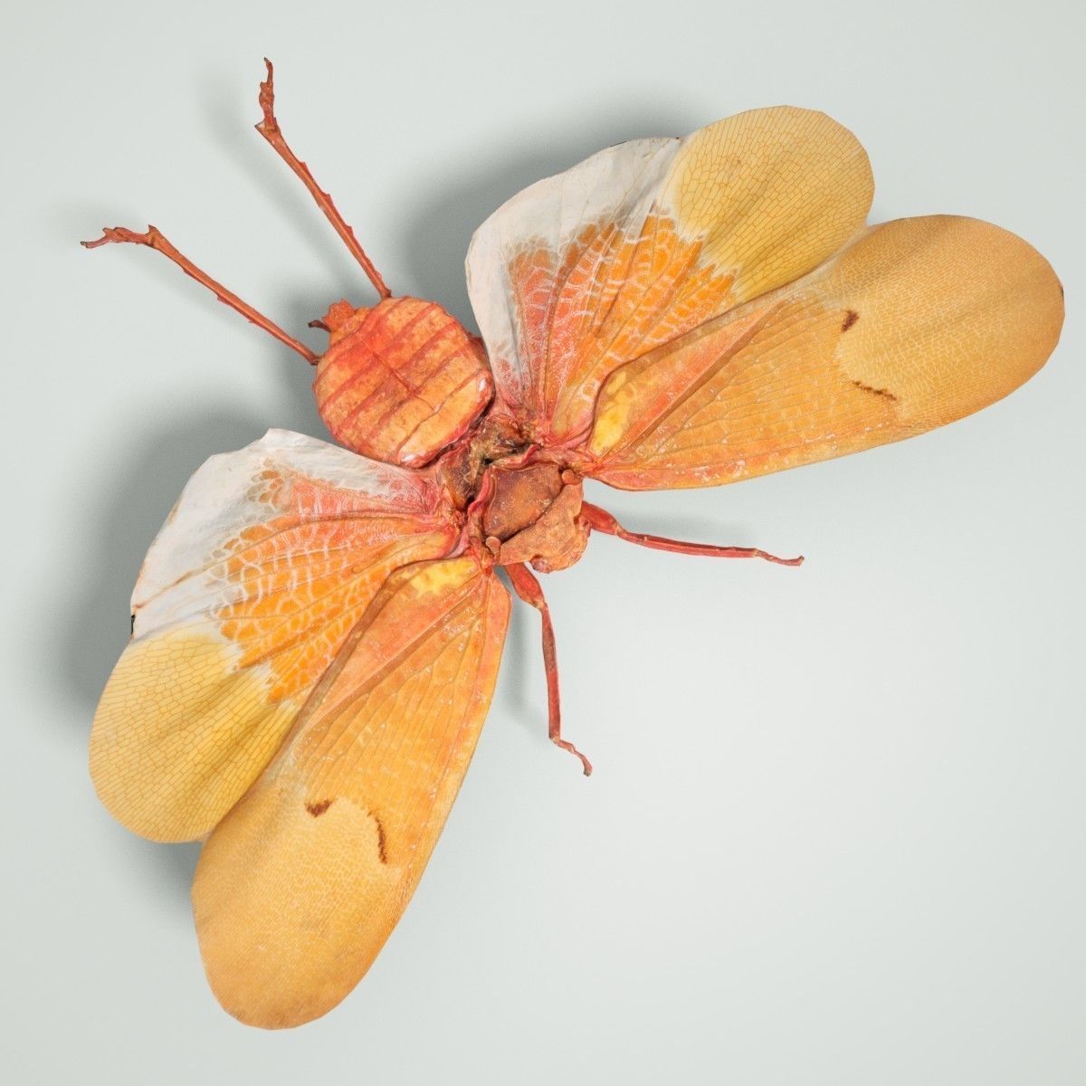 3D model Cicada Scamandra Sanguiflua Sulawesi Insect VR / AR / low-poly ...