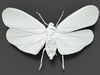 3D model Cicada Aphaena Submaculata Cambodia Insect VR / AR / low-poly ...