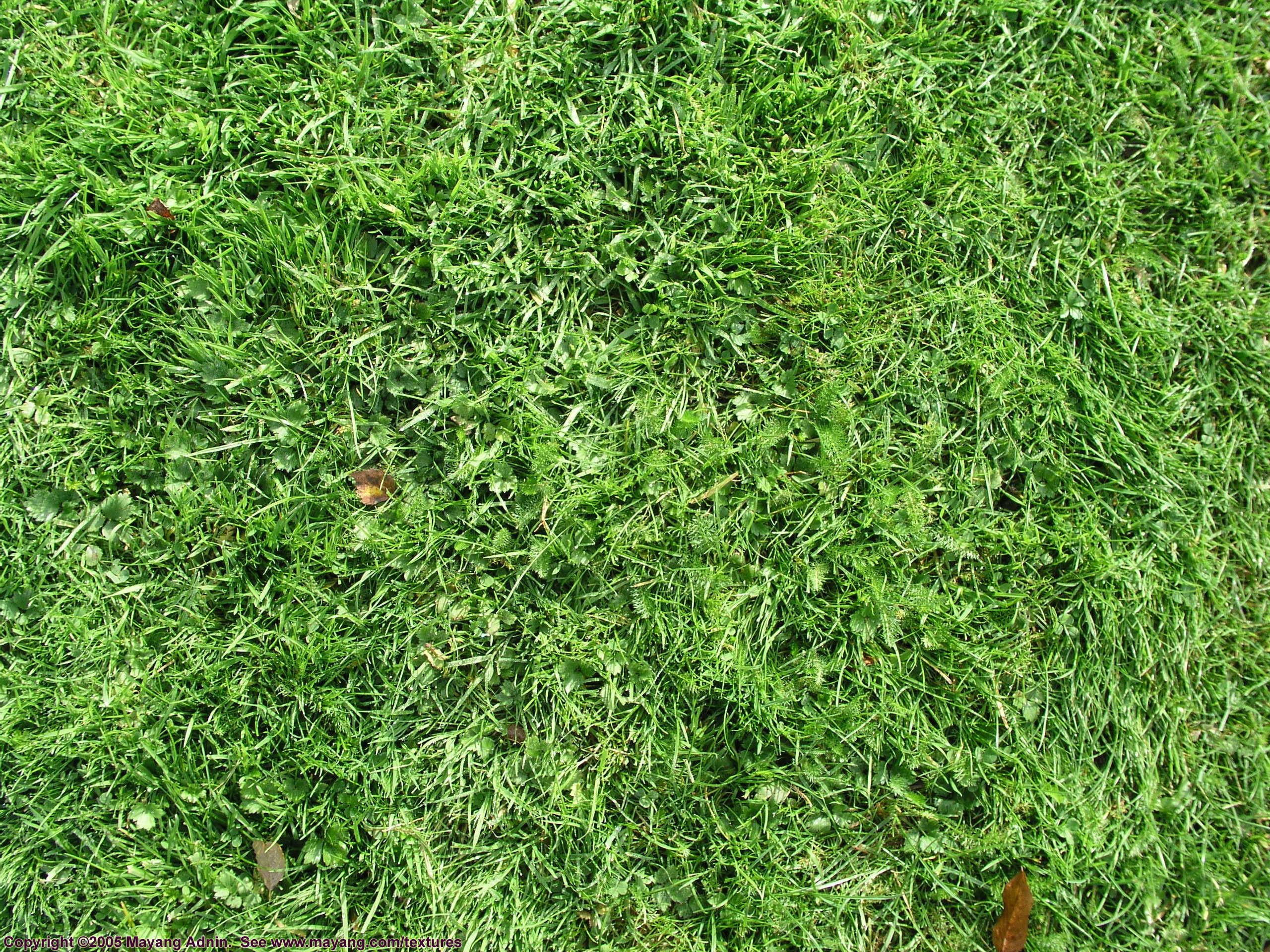 gras material free 3D model | CGTrader