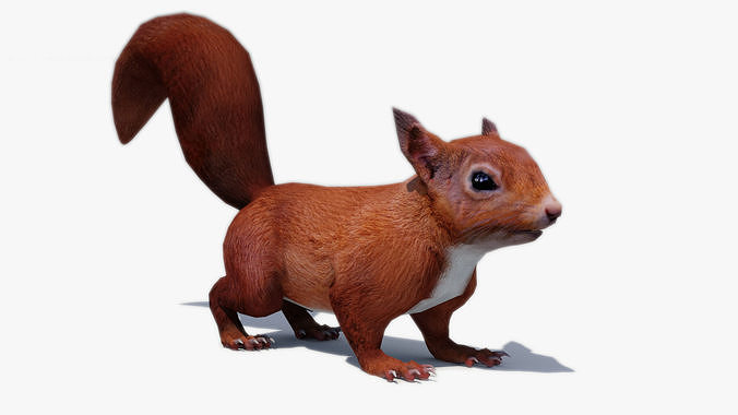 3D model Squirrel VR / AR / low-poly rigged animated | CGTrader