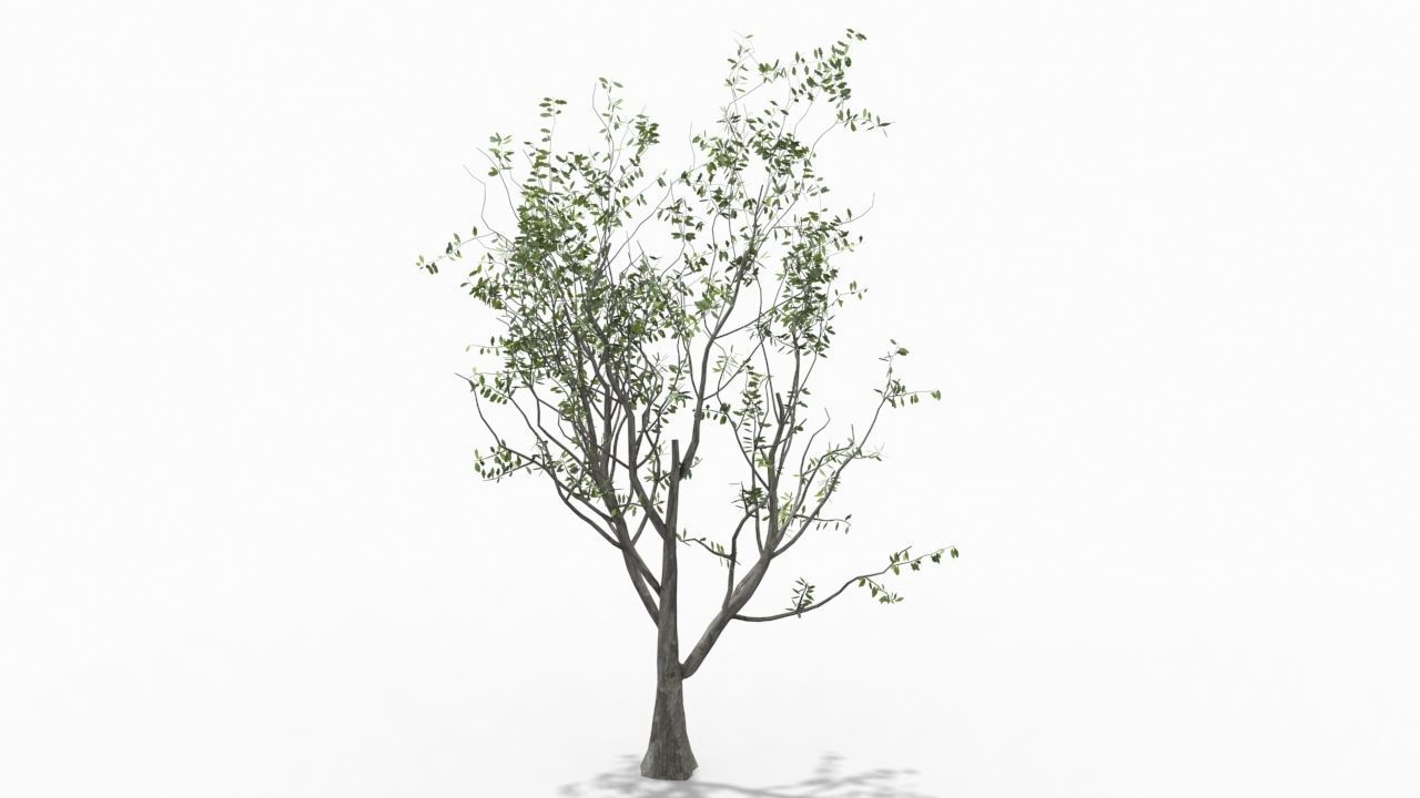 3D model Tree animation VR / AR / low-poly animated | CGTrader
