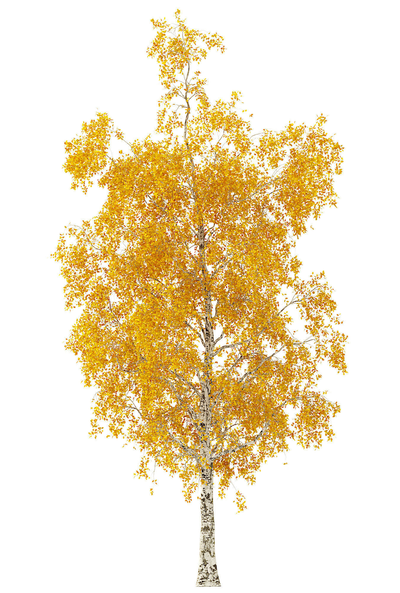 Birch Tree 3d Model No 1-3 seasons 3D model | CGTrader
