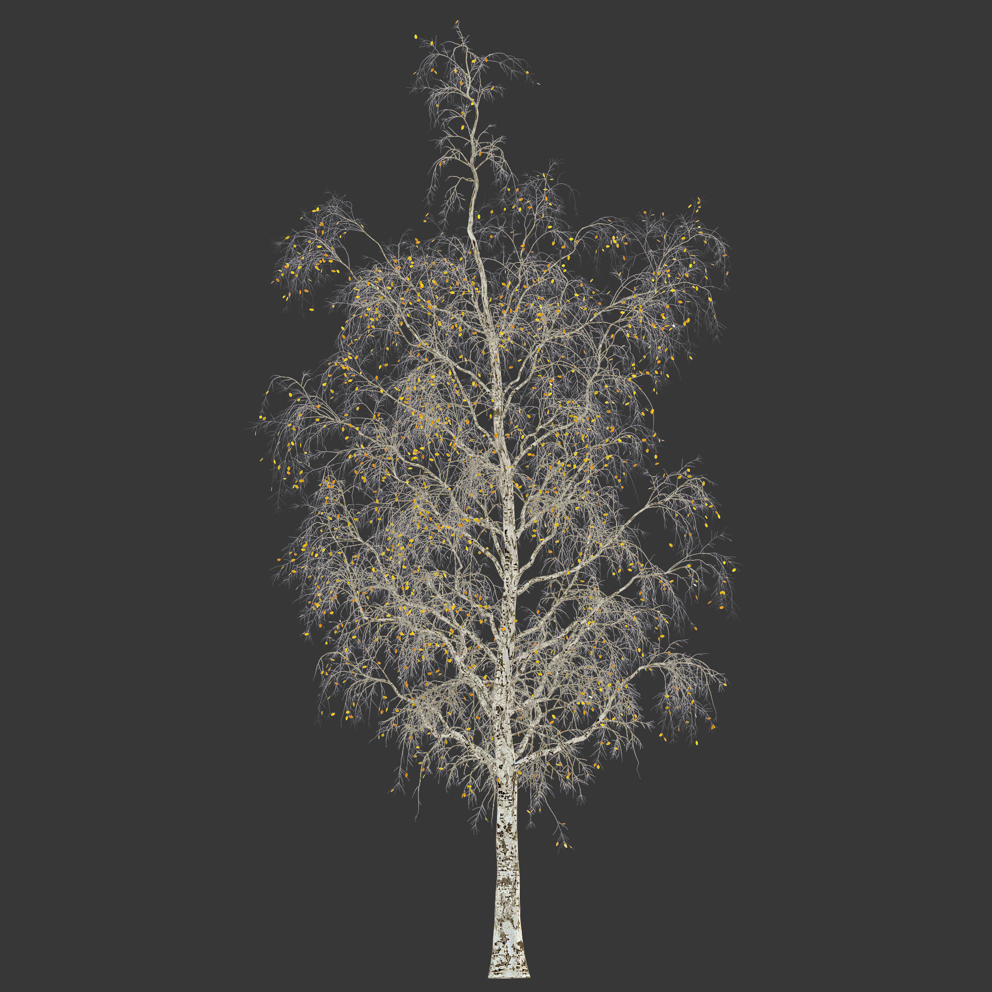 Birch Tree 3d Model No 1-3 seasons 3D model | CGTrader