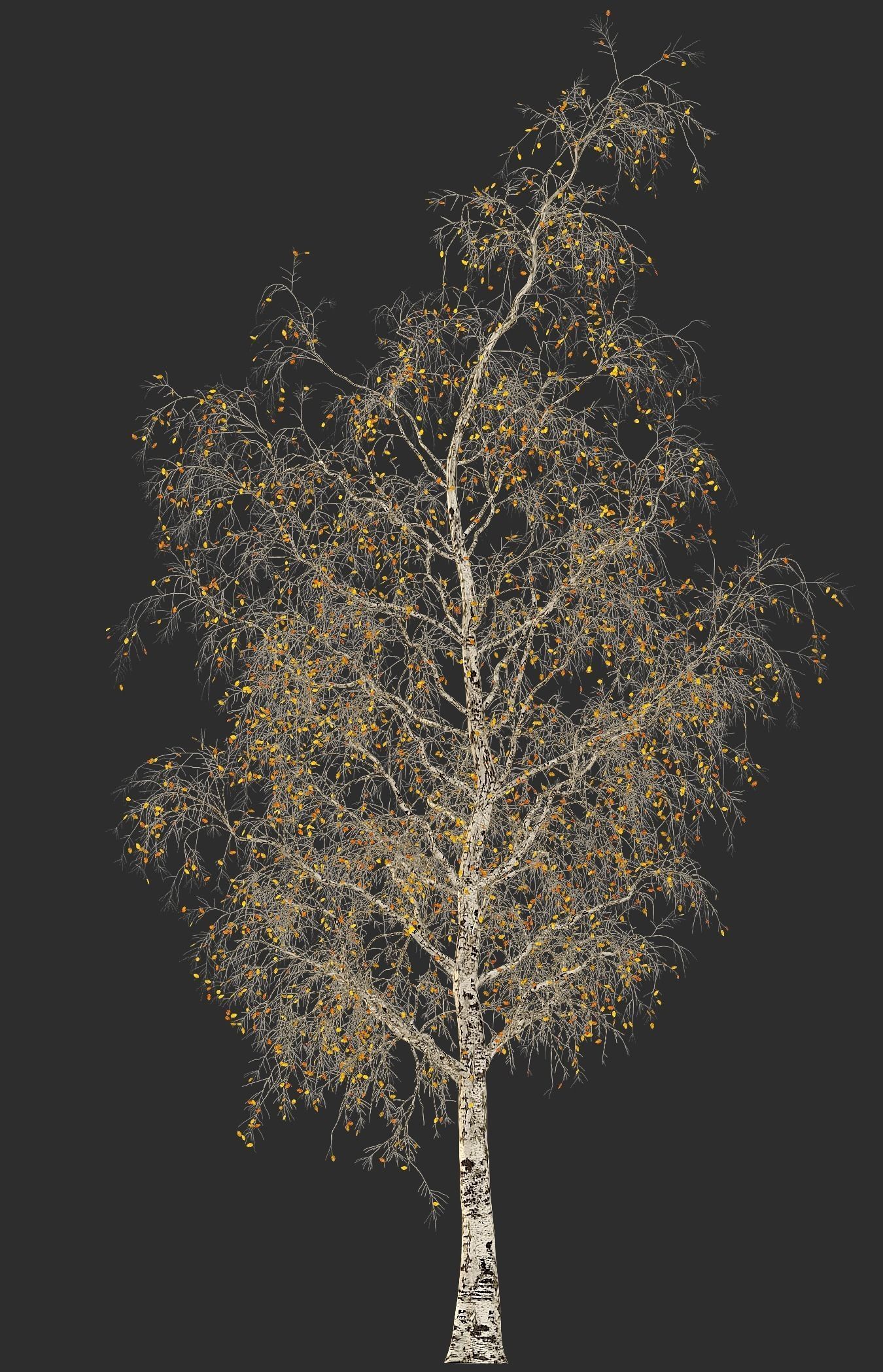 Birch Tree 3d Model No 2 3 seasons 3D model | CGTrader