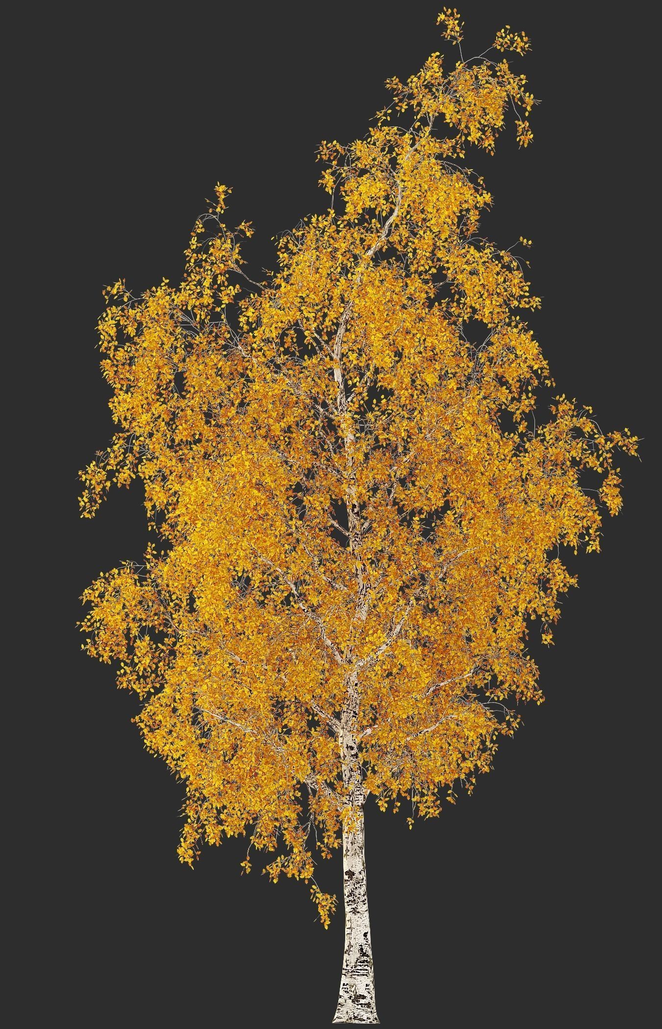 Birch Tree 3d Model No 2 3 seasons 3D model | CGTrader