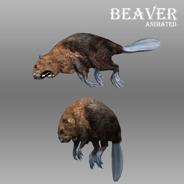 3D model Beaver Animated VR / AR / low-poly rigged animated | CGTrader