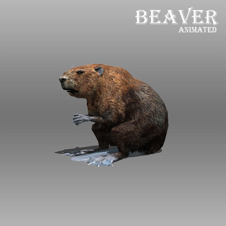 3D model Beaver Animated VR / AR / low-poly rigged animated | CGTrader