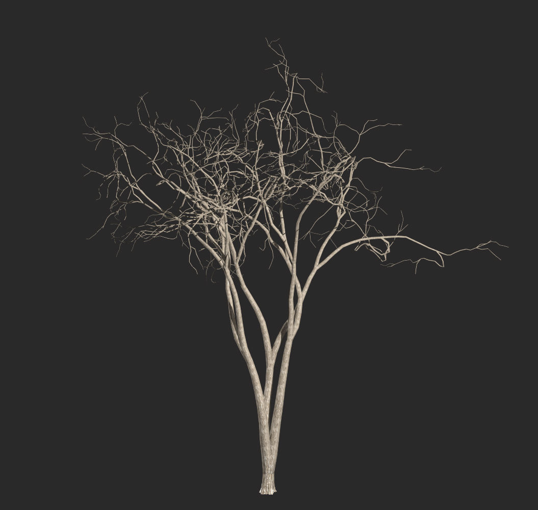 3D model Deciduous tree 3D model VR / AR / low-poly | CGTrader