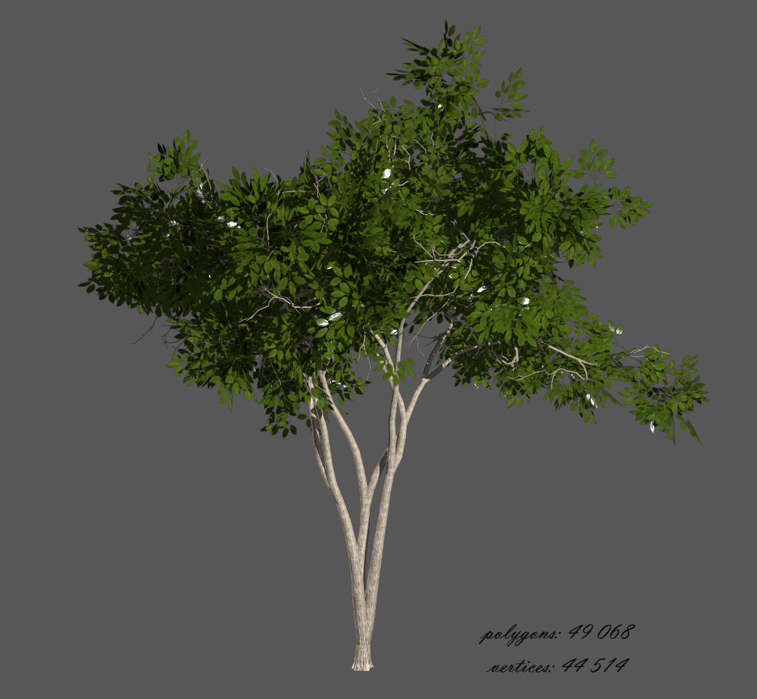 3D model Deciduous tree 3D model VR / AR / low-poly | CGTrader