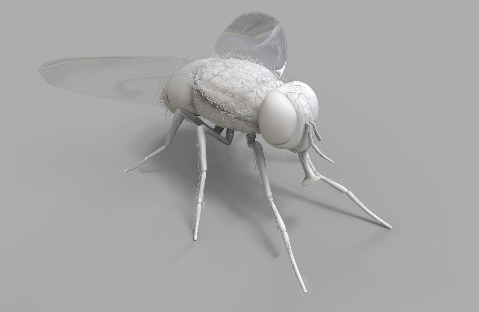 Insect Fly 3D model | CGTrader