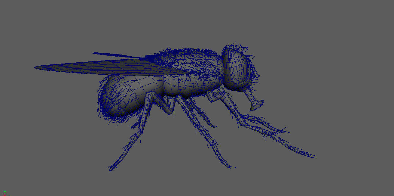 Insect Fly 3D model | CGTrader