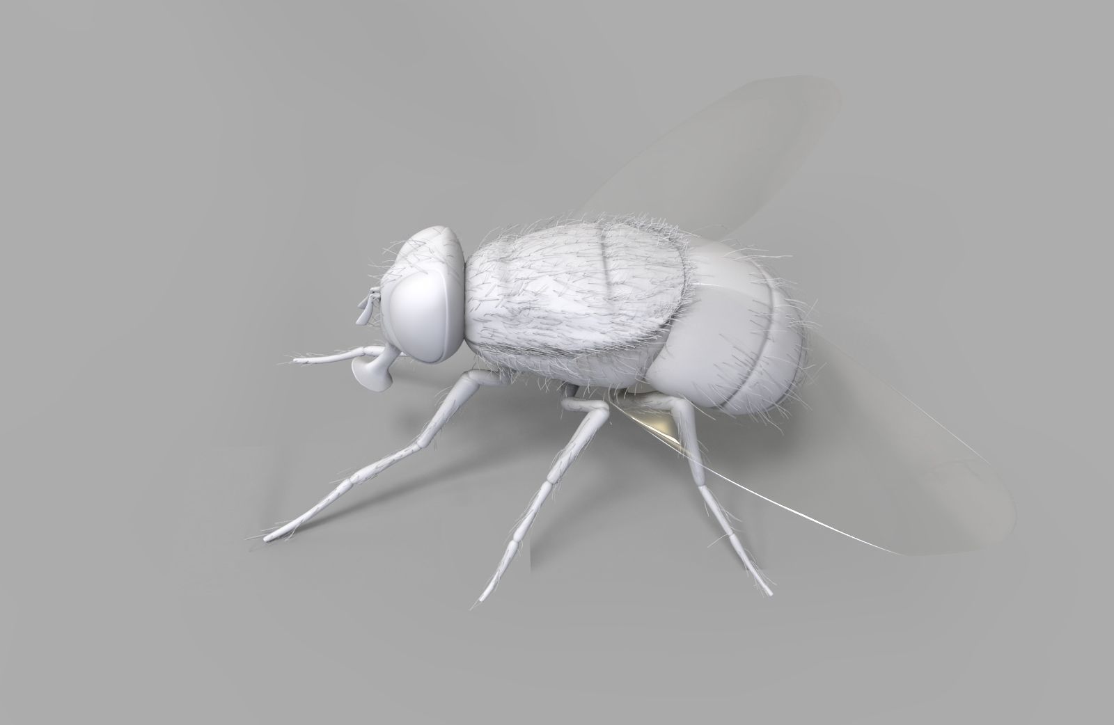 Insect Fly 3D model | CGTrader