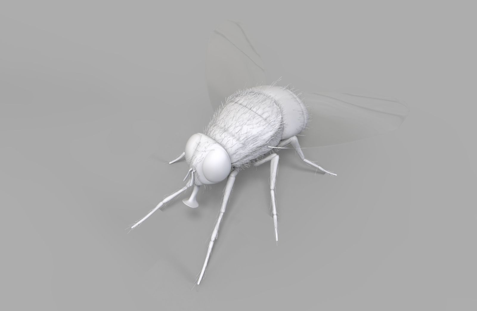 Insect Fly 3D model | CGTrader